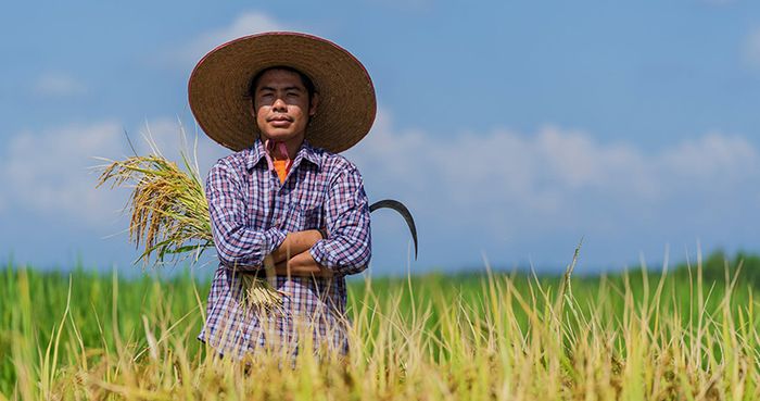 Malusog Rice: A Nutrient-Packed Superfood for Pinoys